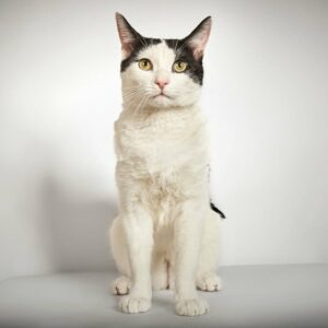 Adoption – Humane Society Of New York