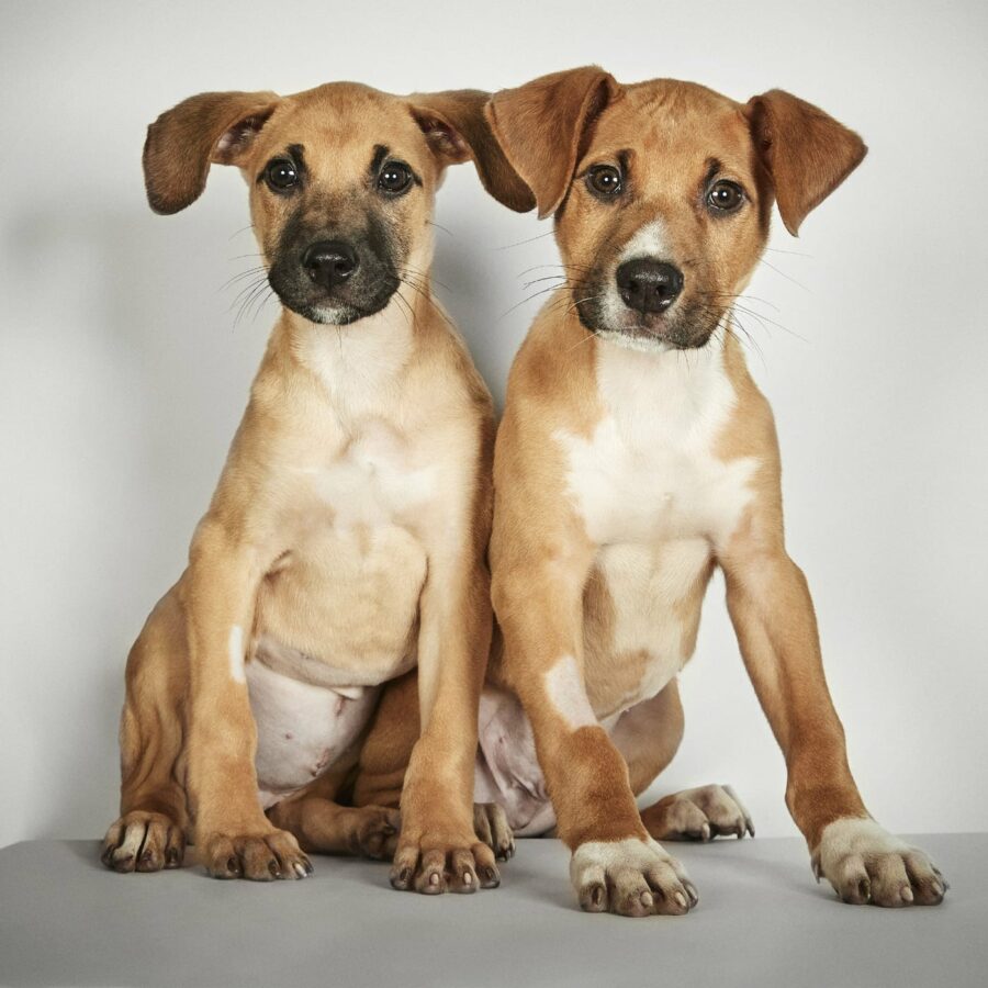 Contact – Humane Society Of New York