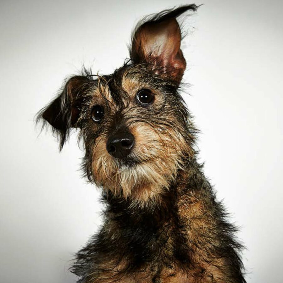 Humane Society Of New York – Since 1904