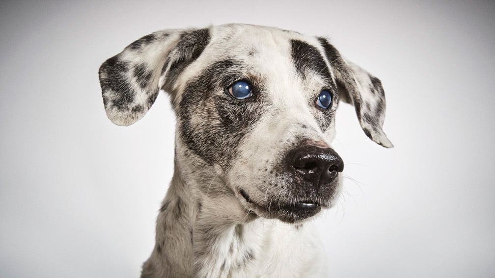 About – Humane Society Of New York
