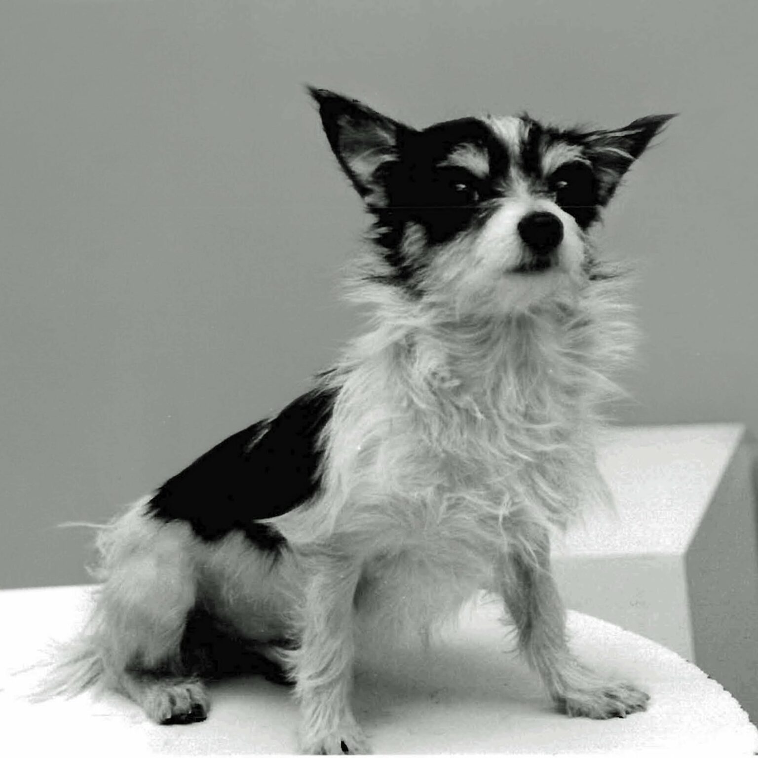About – Humane Society Of New York