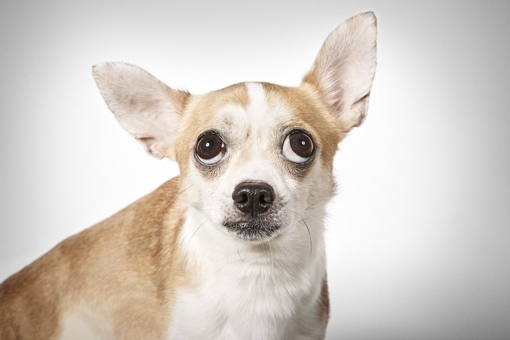 Adoption Process – Humane Society Of New York