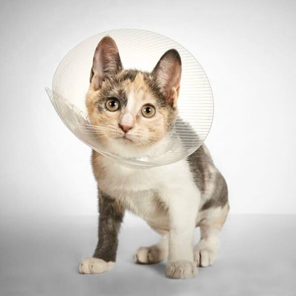 Humane Society Of New York – Since 1904
